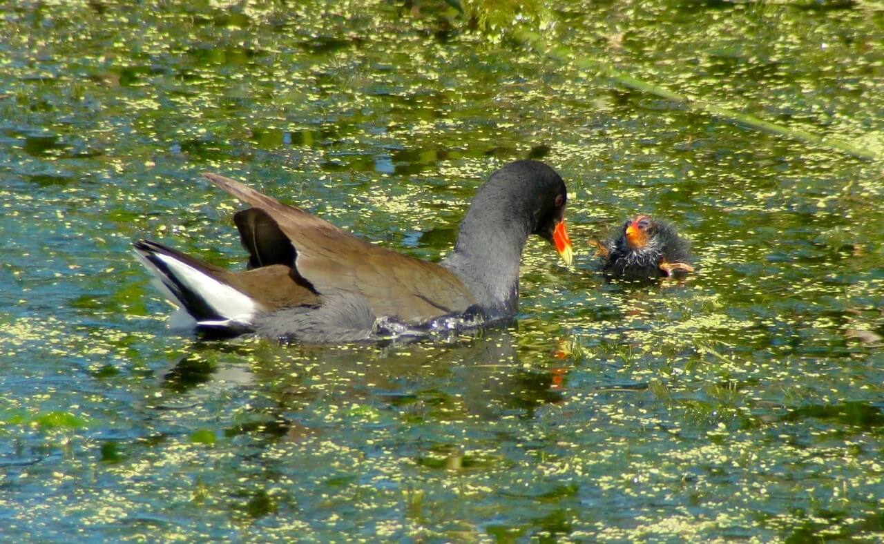 Common Gallinule | Petaluma Wetlands Alliance